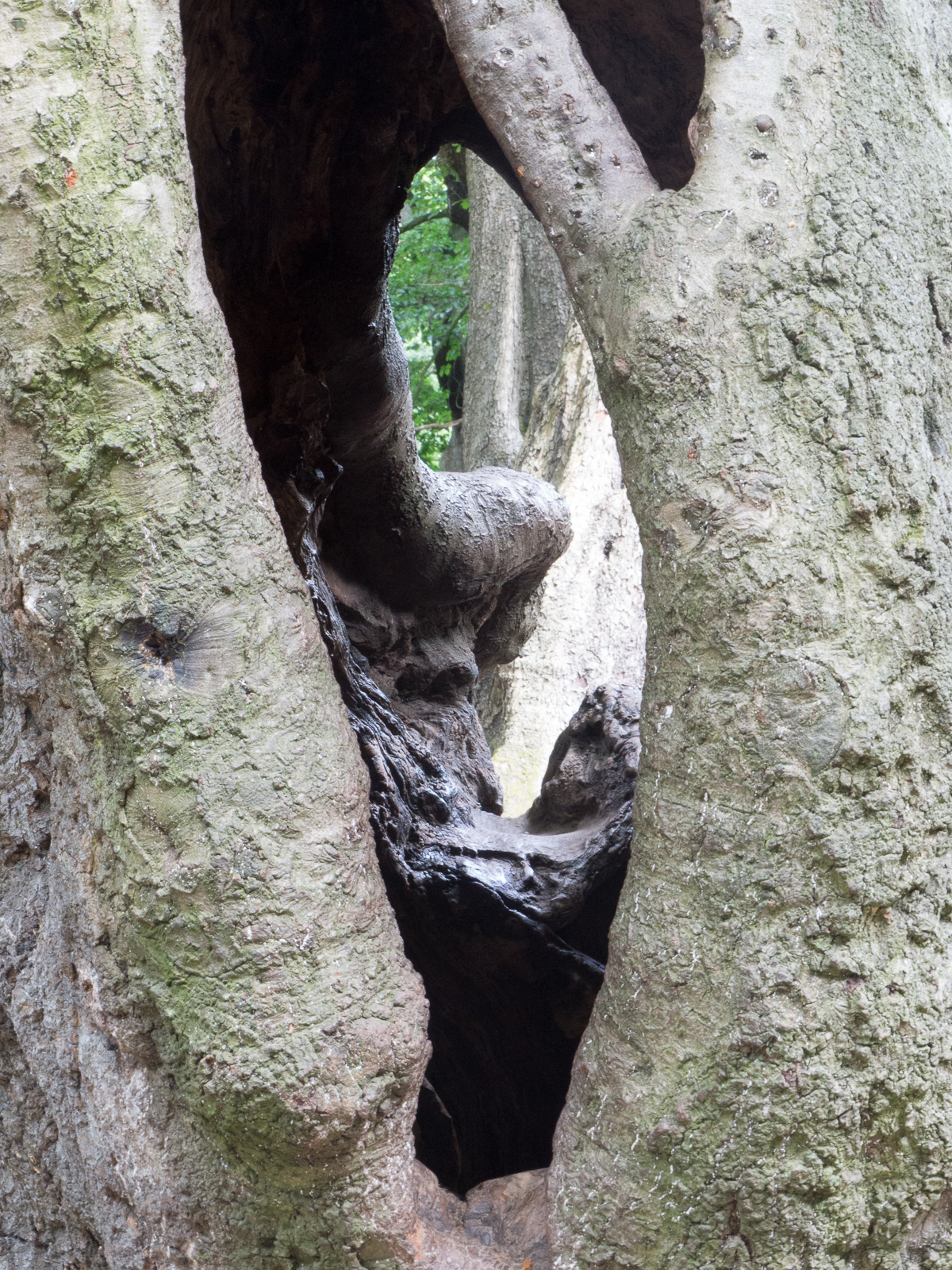 fiddlers-1-5 – The Fiddler’s Riddle