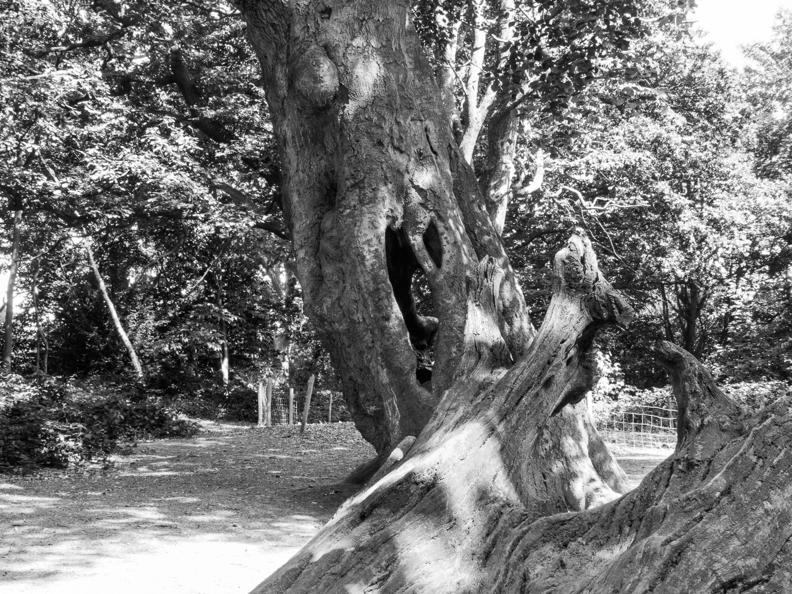 fiddlers-1-6 – The Fiddler’s Riddle