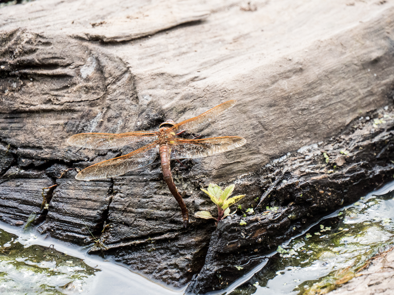 Dragonfly-2017137-5 – The Fiddler’s Riddle