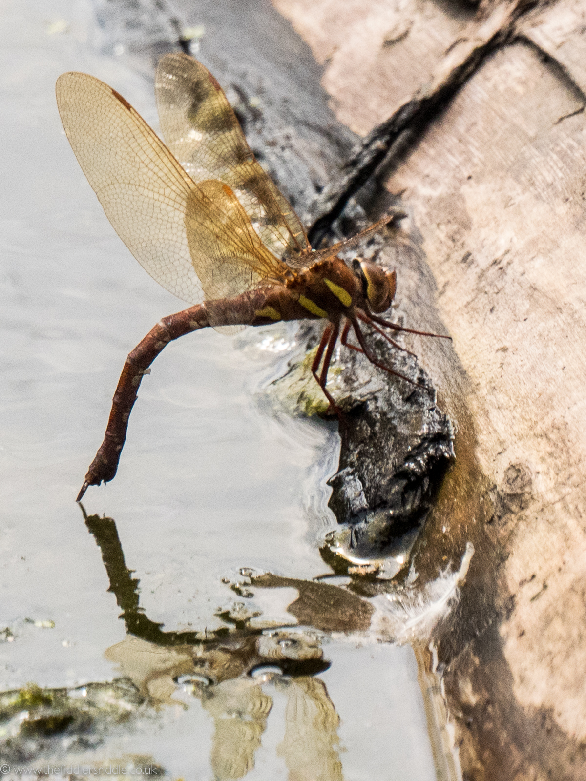 Dragonfly-2017142-6 – The Fiddler’s Riddle