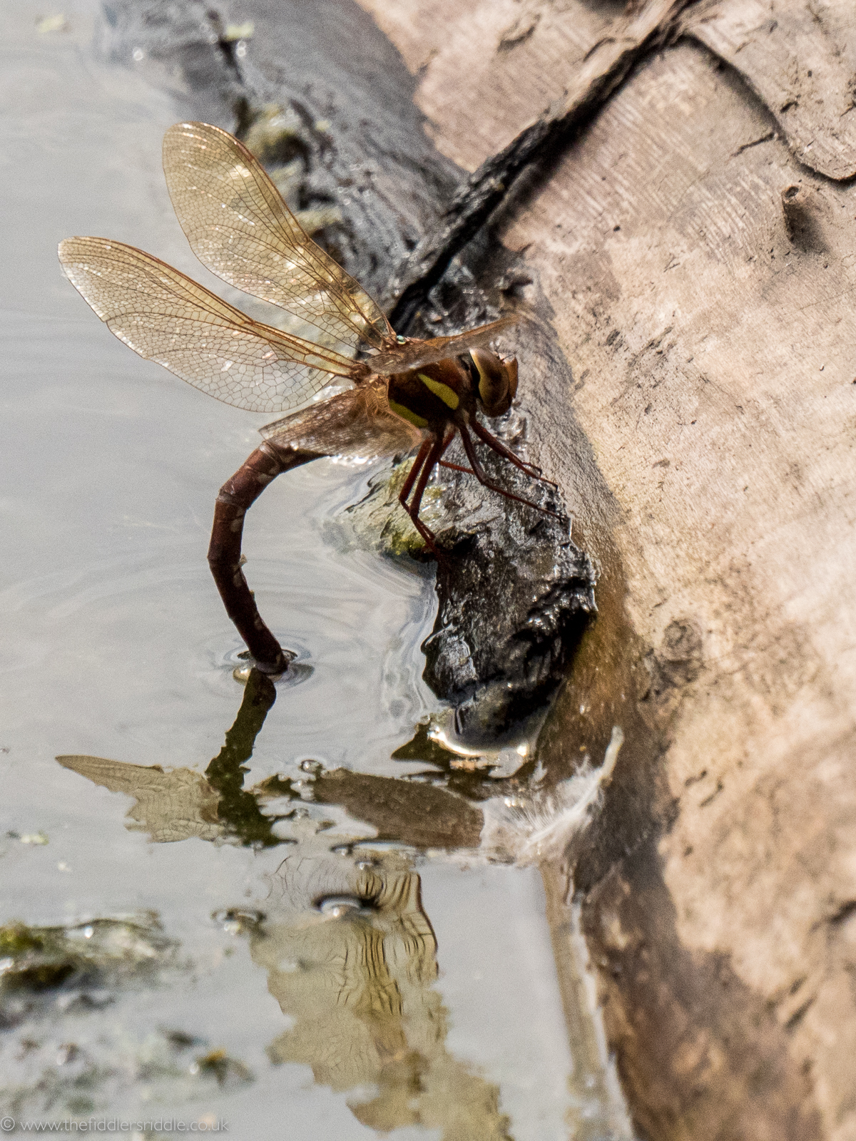 Dragonfly-2017143-7 – The Fiddler’s Riddle