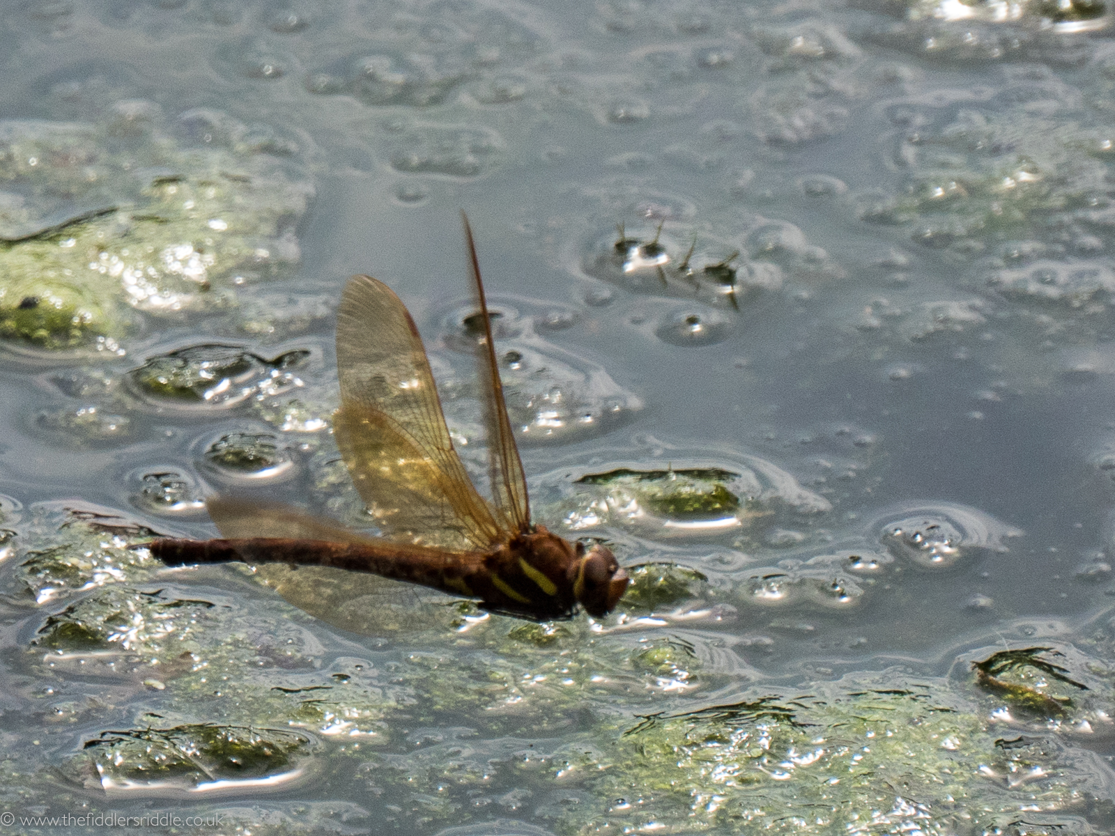 Dragonfly-2017175-8 – The Fiddler’s Riddle