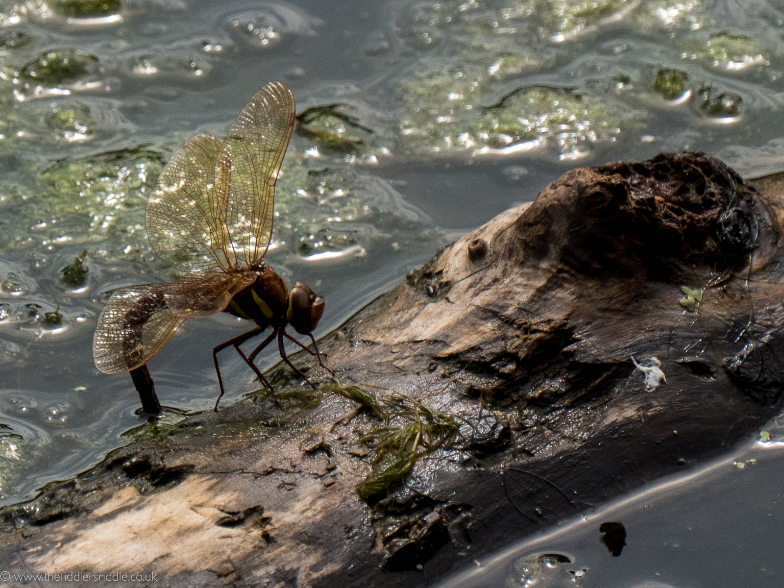 Dragonfly laying eggs – The Fiddler’s Riddle