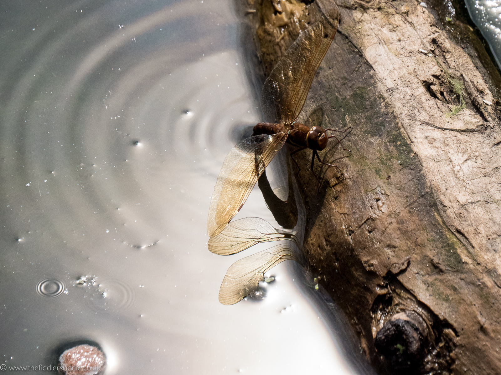 Dragonfly laying eggs – The Fiddler’s Riddle