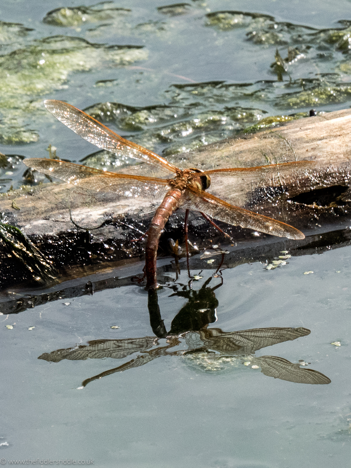 Dragonfly-2017329-Edit-Edit-13 – The Fiddler’s Riddle