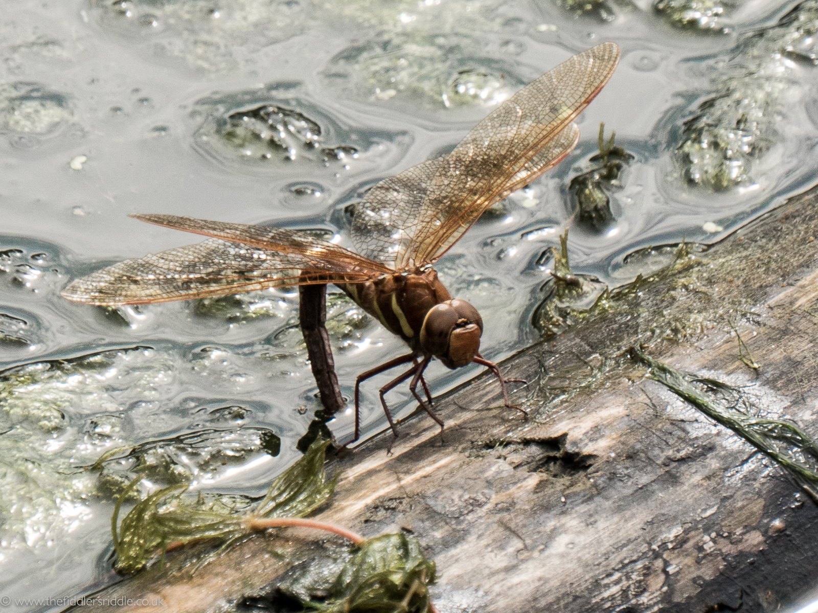 Dragonfly laying eggs – The Fiddler’s Riddle