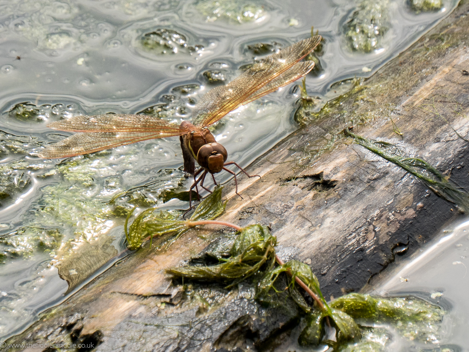 Dragonfly-201759-3 – The Fiddler’s Riddle