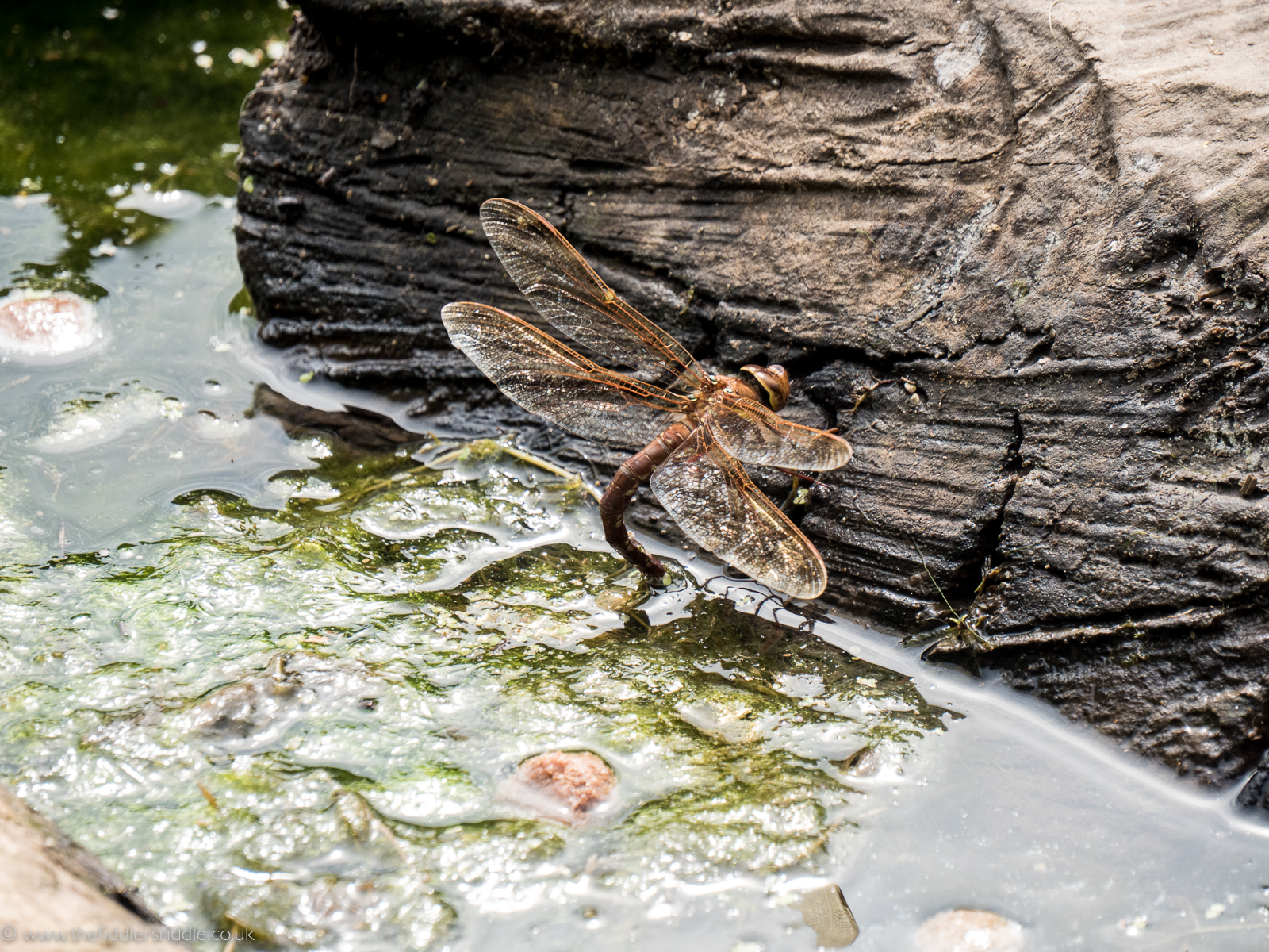 Dragonfly laying eggs – The Fiddler’s Riddle